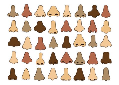 Different Noses Stock Vectors Istock