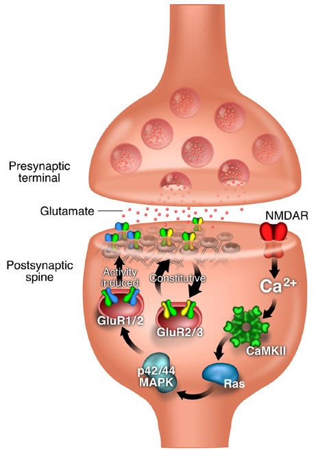 Glutamate Receptor Trafficking In Synaptic Plasticity Sciences Stke