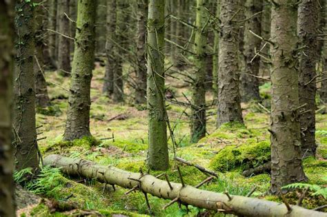 Massive Pine Trees With Ivy Growing On Their Trunks Impressive Woodlands Of Killarney National