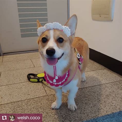 The갈비 코기계의 한가인 산책가기전 찍은사진이래용ㅎㅎㅎㅎ😘 핑꾸핑꾸 너무예쁘죠ㅎㅎ🤭👍 The프릴모자 와 The베이비턱받이 함께 착용해주었어요ㅎㅎ🤗 The갈비의