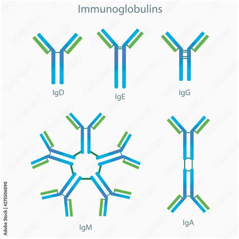 Five Types Of Human Immunoglobulins Stock Vector Adobe Stock