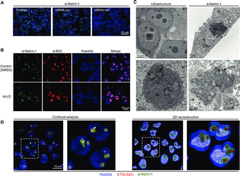 A Netrin 1 Isoform Is Located In The Nucleolus A And B Imr32 Cells