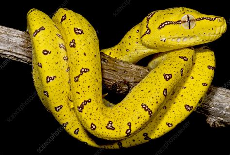 Juvenile Green Tree Python Morelia Viridis Stock Image C0503365