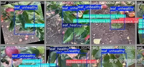 深度学习目标检测算法使用yolov8训练苹果叶片病害检测数据集yolo数据集2115张 8类 知乎
