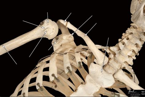 Schaubild „anatomie Osseuse De Lépaule Et Du Bras Vue Antérieure “ Quizlet