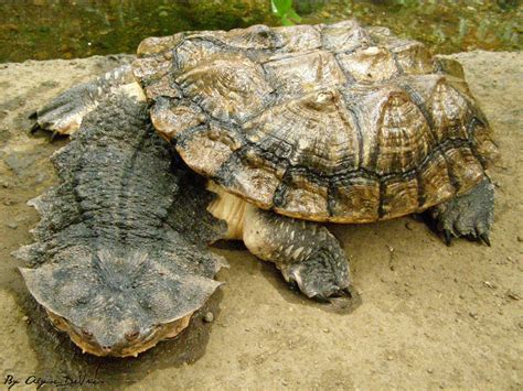 Matamata Care Sheet Reptiles Cove