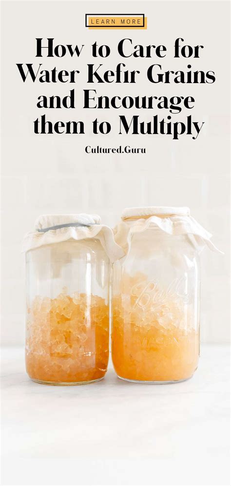 A Guide To Water Kefir Grains • Cultured Guru