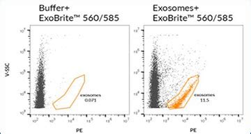 Tech Tip Exosome Isolation And Staining Protocols Exosome RNA
