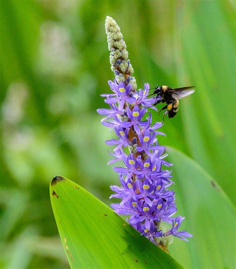 Five Facts Bees In Florida Research News