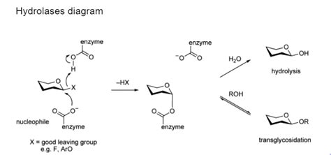 Enzymes Examples