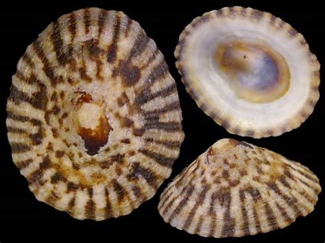 Lottia Luchuana 3565841