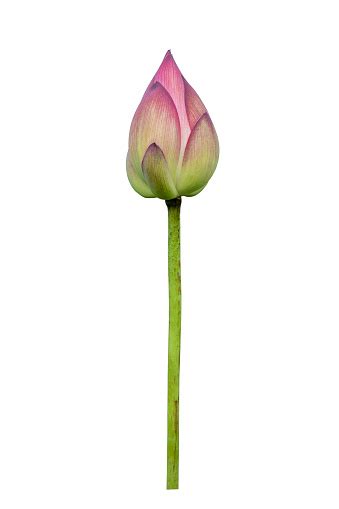 흰색 배경에 고립 된 분홍색 연꽃 자연 개념 광고 디자인 및 조립에 대 한 파일에는 쉽게 작동할 수 있도록 클리핑 경로가 포함되어 있습니다 0명에 대한 스톡 사진 및 기타