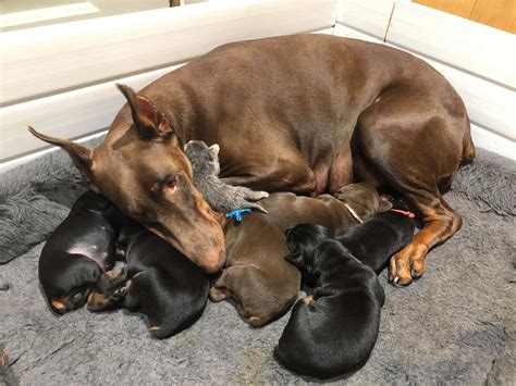 100 Doberman Pictures