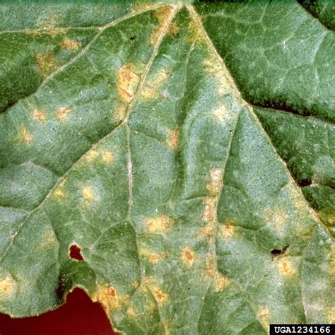 Identificación De Enfermedades En Plantas De Exterior Identificación