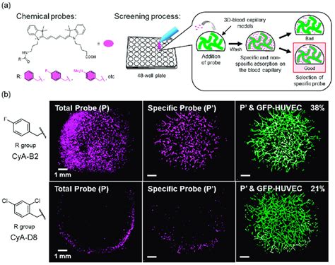 Application Assay Model A Schematic Illustration Of Screening Assay Download Scientific