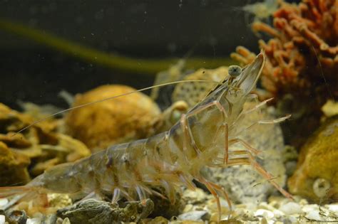 Virginia Fishes Mantis Shrimp Squilla Empusa Video