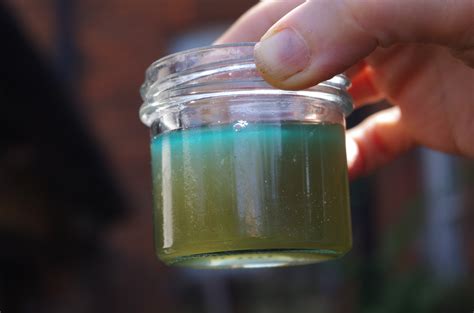 Indigo From Woad Extraction Videos Susan Dye