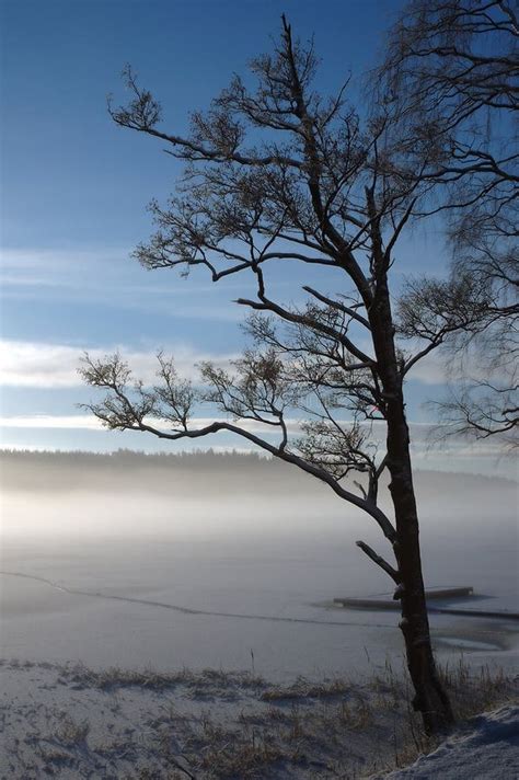 Sentinel Tree Picture Image