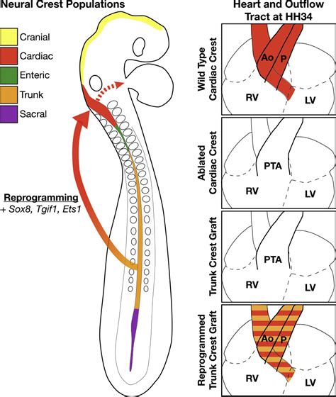 A Fateful Decision T1 And Cardiac Neural Crest Identity