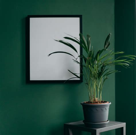 Why Are Plant Cells Square Plantopiahub Your Ultimate Destination