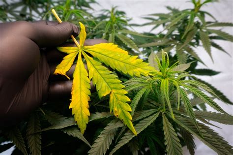 How To Fix Cannabis Calcium Deficiency The Seed Fair