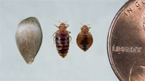 Bed Bug Control Treatment And Inspection Services My Pest Pros