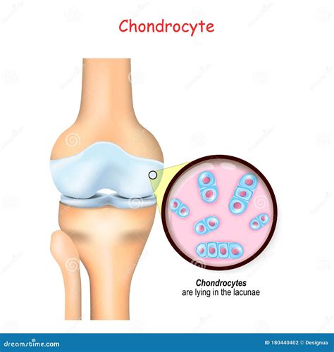 Structure Of The Chondrocytes Cartoon Vector 83102593