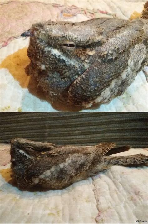 Подскажите что за птица Пикабу