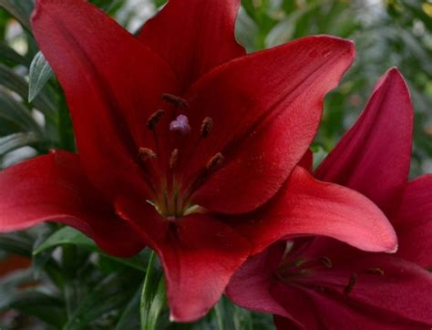 B Lilium Asiatic Dynamix Lilium Dynamix Lily