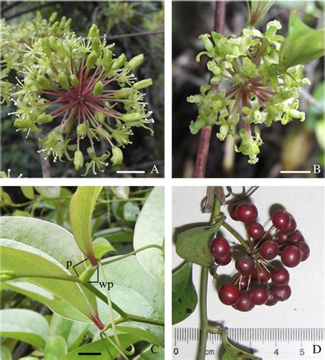 Fruit Trees Home Gardening Apple Cherry Pear Plum Male And Female Fruit Trees