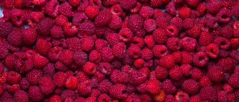 Засаждане на малини Озеленители