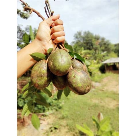 Jual BUAH KEDONDONG SEGAR 1kg BUAH DONDONG KEDONDONG FRESH Shopee Indonesia