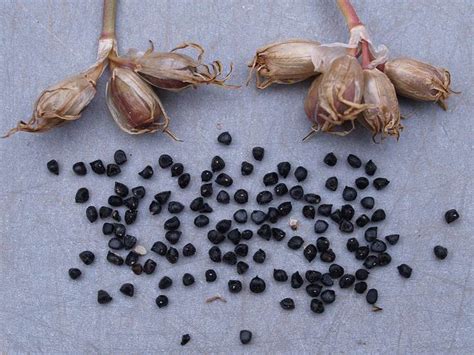 Bulbs Vs Seeds A Guide For Choosing The Best Flower Option No Minimalist Here