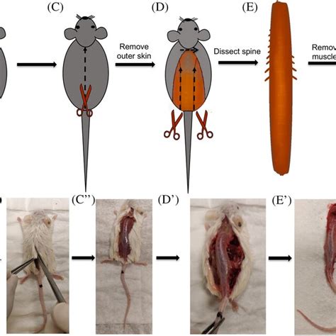 Method For Dissection And Collection Of The Mouse Spine A Anatomical Download Scientific