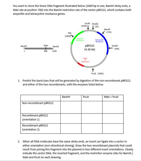 you want to clone the linear dna fragment illustrated