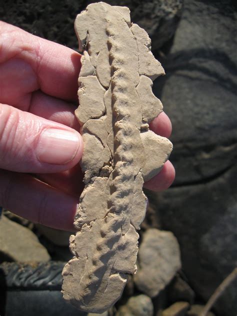 Zig Zag Impression Fossil Id The Fossil Forum