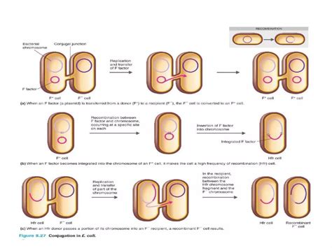 Bacterial Recombination 1 Pptx