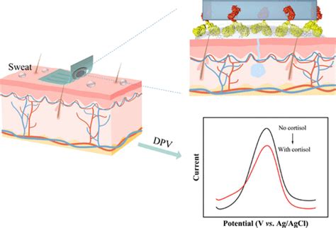 Oriented Antibody Assembled Metal Organic Frameworks For Persistent Wearable Sweat Cortisol