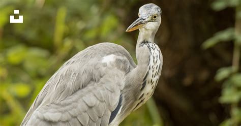 바위 위에 서 있는 긴 목을 가진 큰 새 사진 Unsplash의 무료 독일 이미지