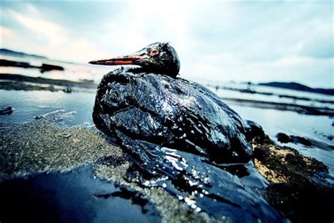 태안반도 기름유출 사진 네이버 블로그