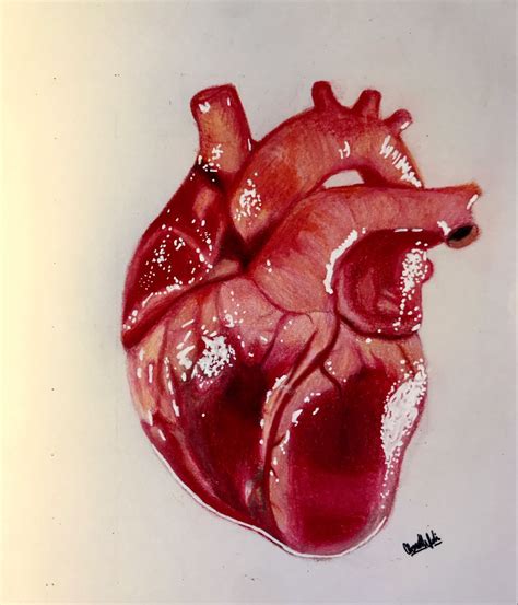 Colored Realistic Heart Drawing