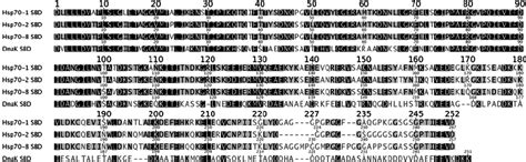 Aligned Sequences Of The Substrate Binding Domain Sbd Of Human Download Scientific Diagram