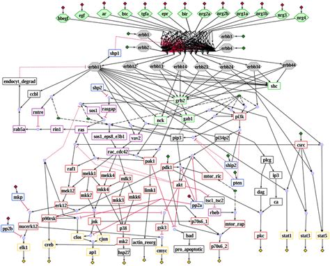 Logical Model Of The Egf Erbb Receptor Signaling Pathway Represented