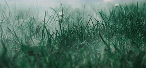 How To Make Bermuda Grass Dark Green Green Lawn Secrets Farm City