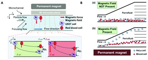 Label Free Magnetic Cell Sorting A Microfluidic Cell Separation Download Scientific Diagram