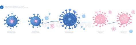 Illustrated Stages Of Viral Lifecycle Including Penetration Replication And Spreading In