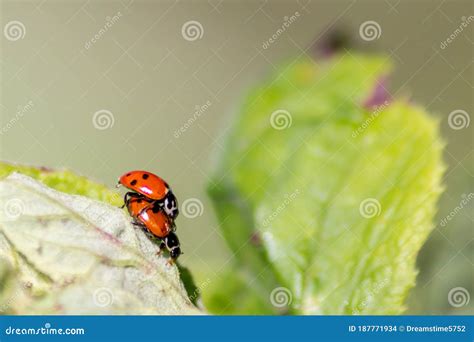 A Couple Of Ladybugs Mating On Green Leaf Royalty Free Stock Photography CartoonDealer Com