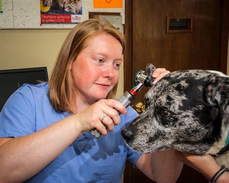 Pine Tree Veterinary Hospital Preventative Care