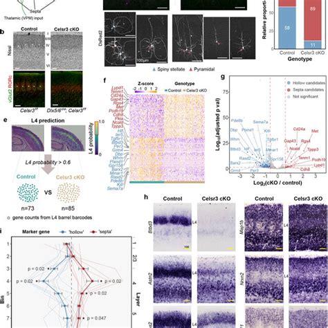 Spatial Transcriptomics Profiling Of Stellate Less Somatosensory Cortex Download Scientific