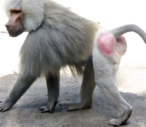 Pavian Pavian Wilde Tiere Nashorn